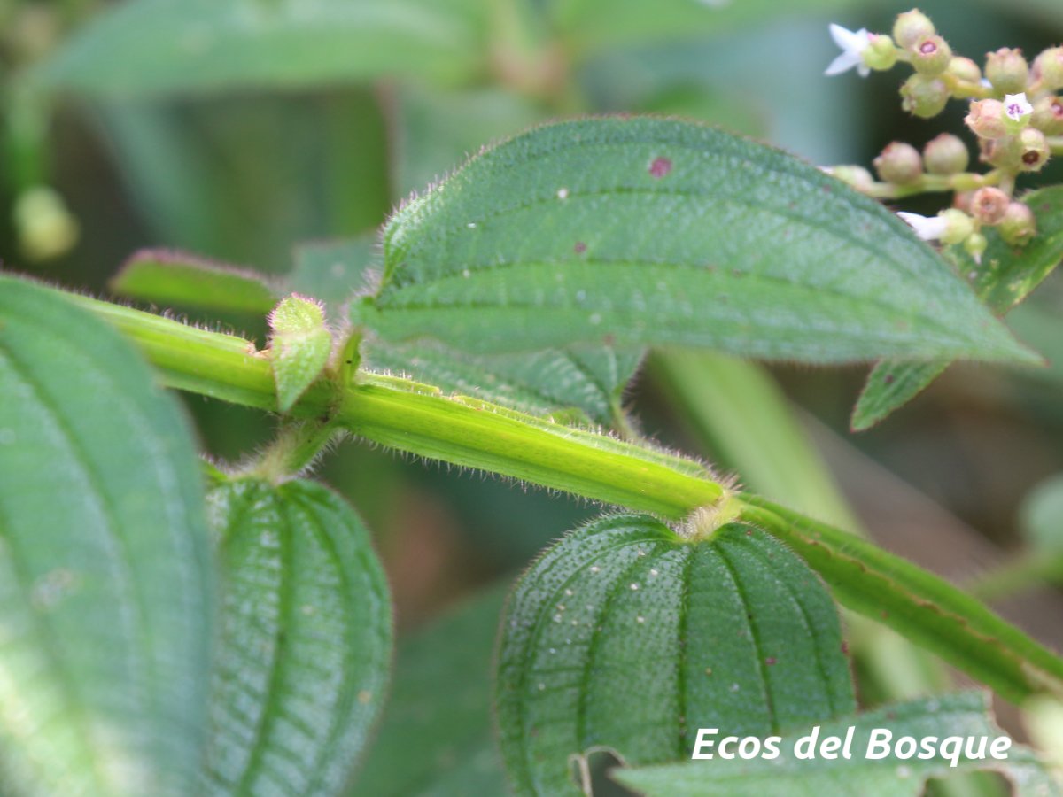 Aciotis rubricaulis | Ecos del Bosque