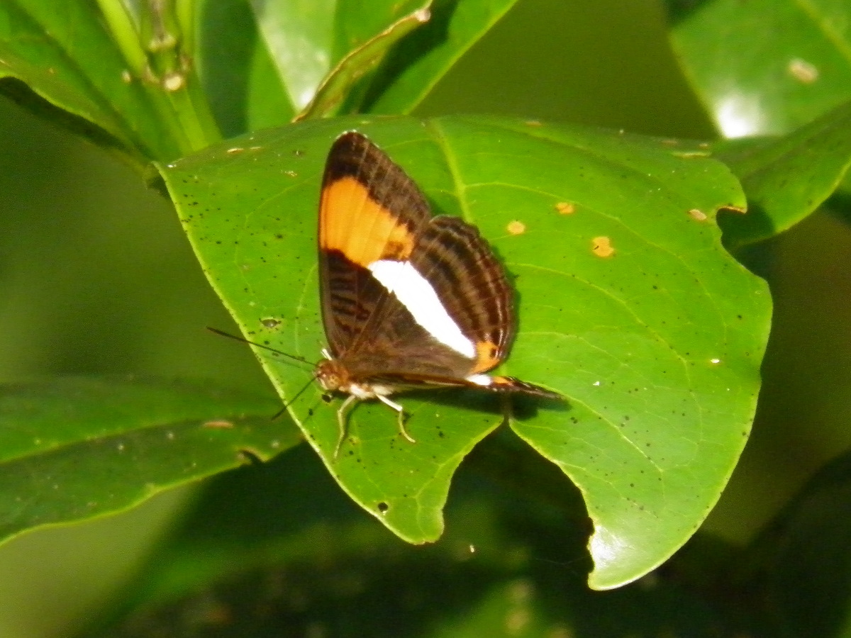 Adelpha cytherea marcia | Ecos del Bosque