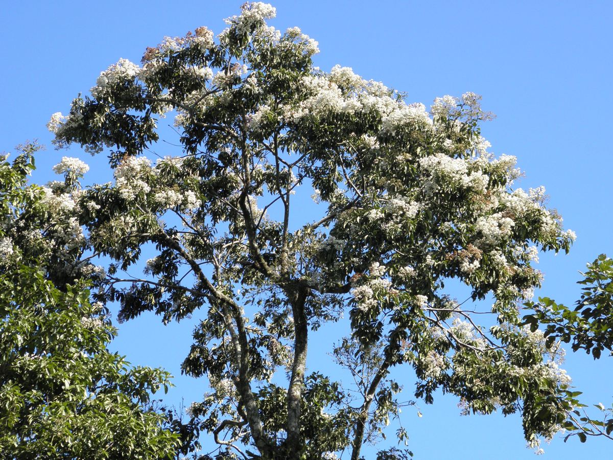 Cordia alliodora | Ecos del Bosque