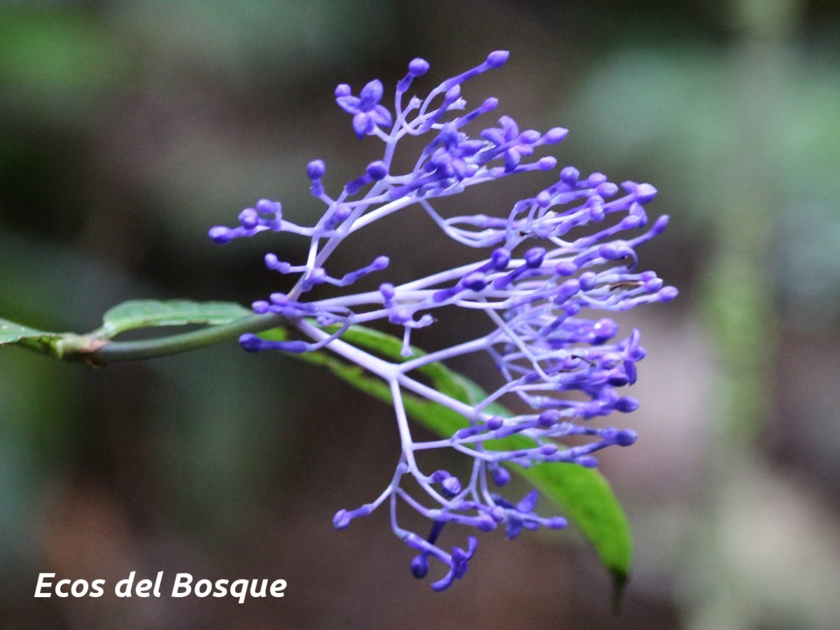 Faramea suerrensis | Ecos del Bosque