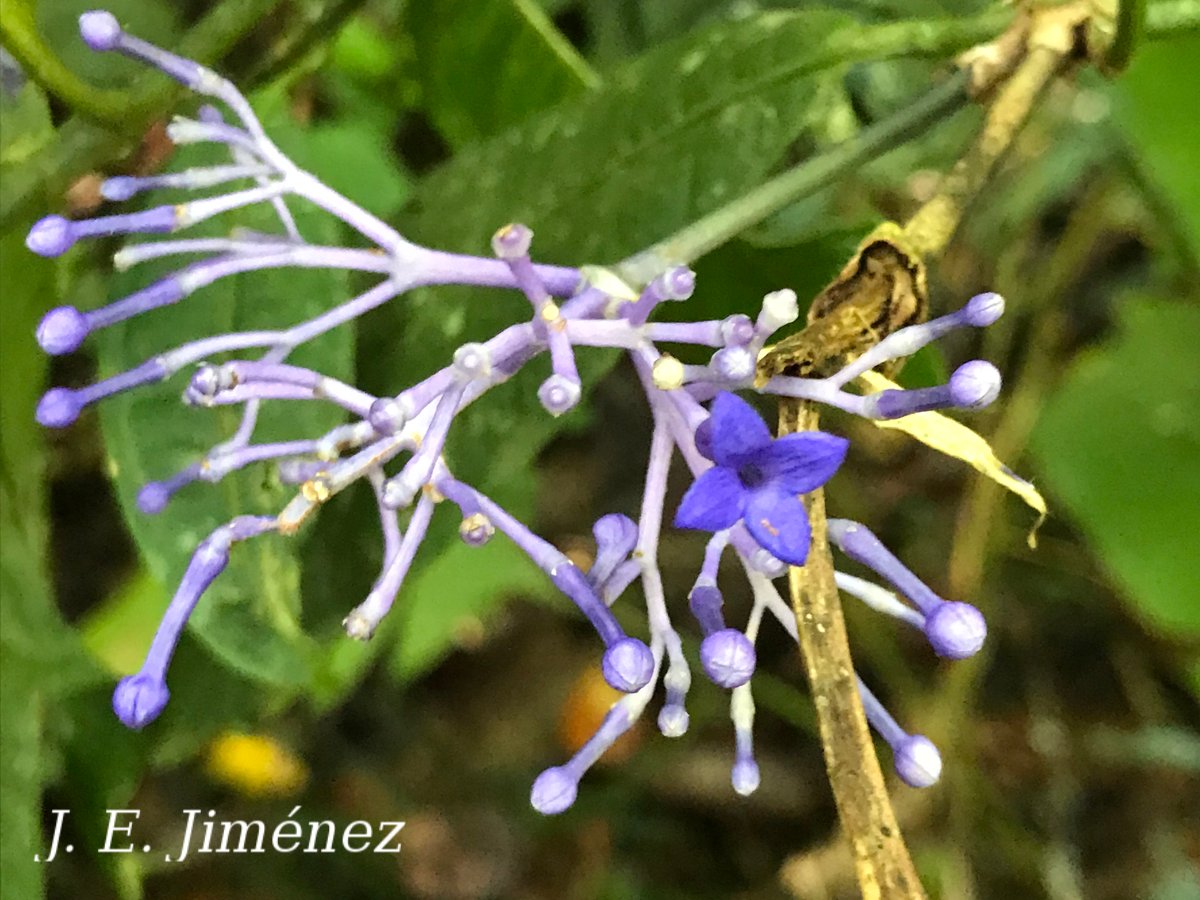 Faramea suerrensis | Ecos del Bosque