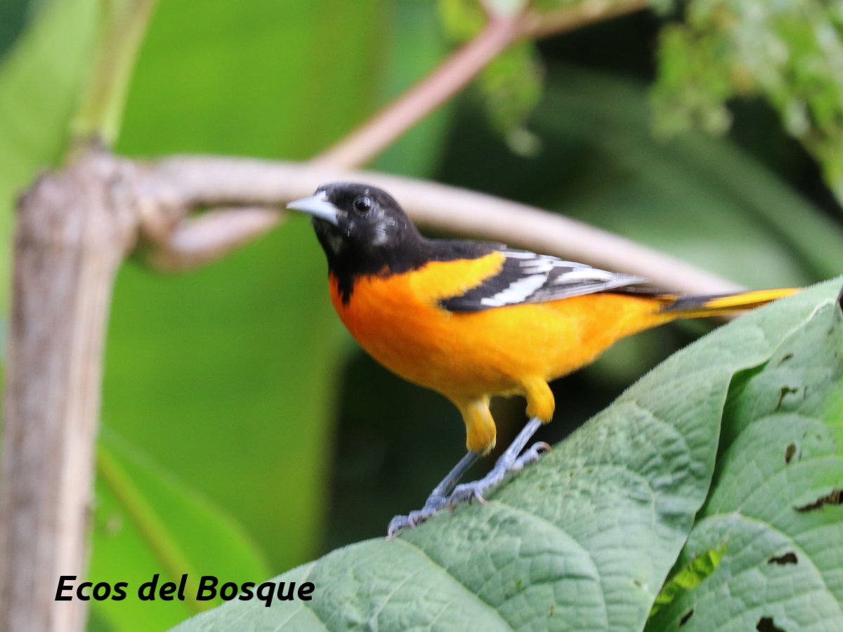 Icterus galbula | Ecos del Bosque