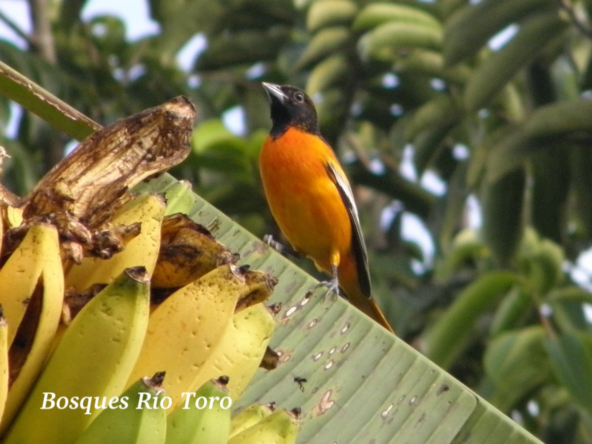 Icterus galbula | Ecos del Bosque