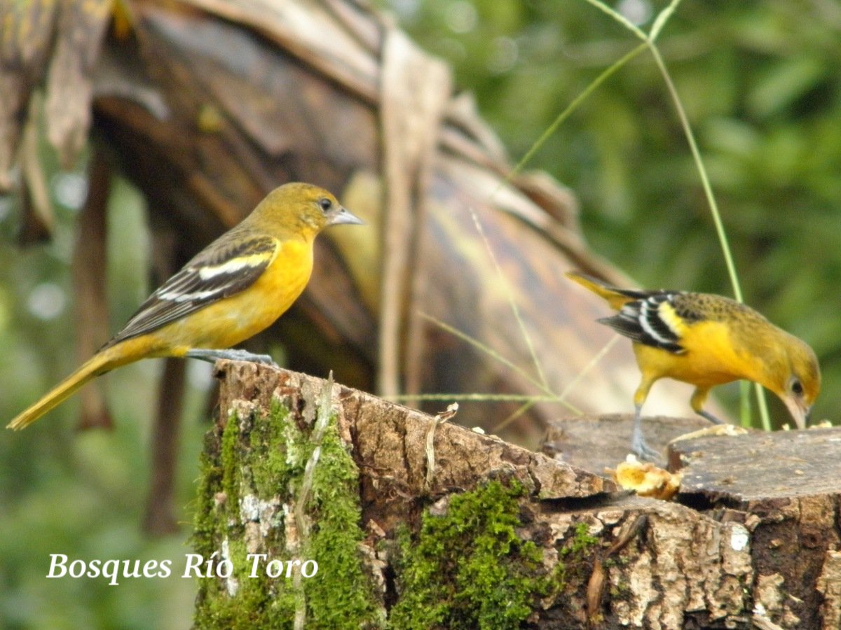 Icterus galbula | Ecos del Bosque