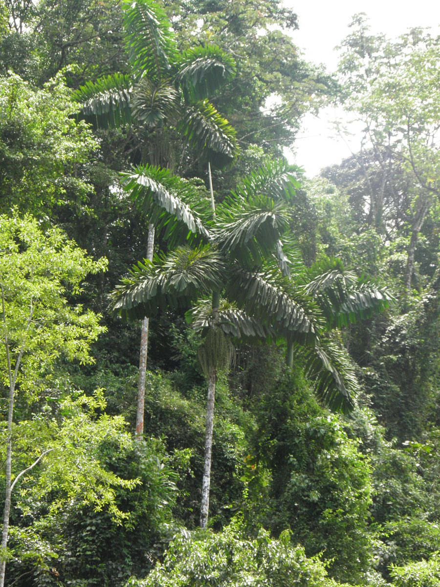 Iriartea deltoidea | Ecos del Bosque