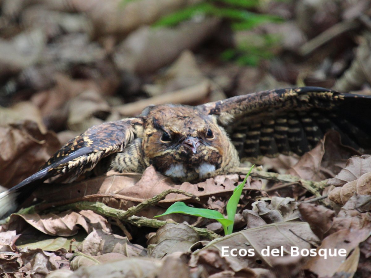 Nyctidromus albicollis | Ecos del Bosque