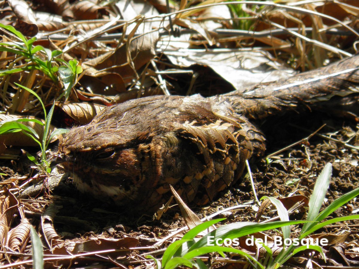 Nyctidromus albicollis | Ecos del Bosque