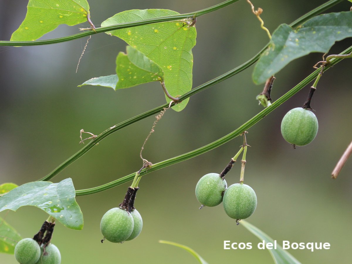 Passiflora Biflora Ecos Del Bosque