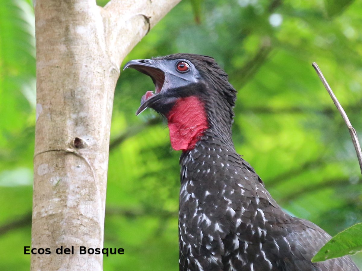 Penelope purpurascens | Ecos del Bosque