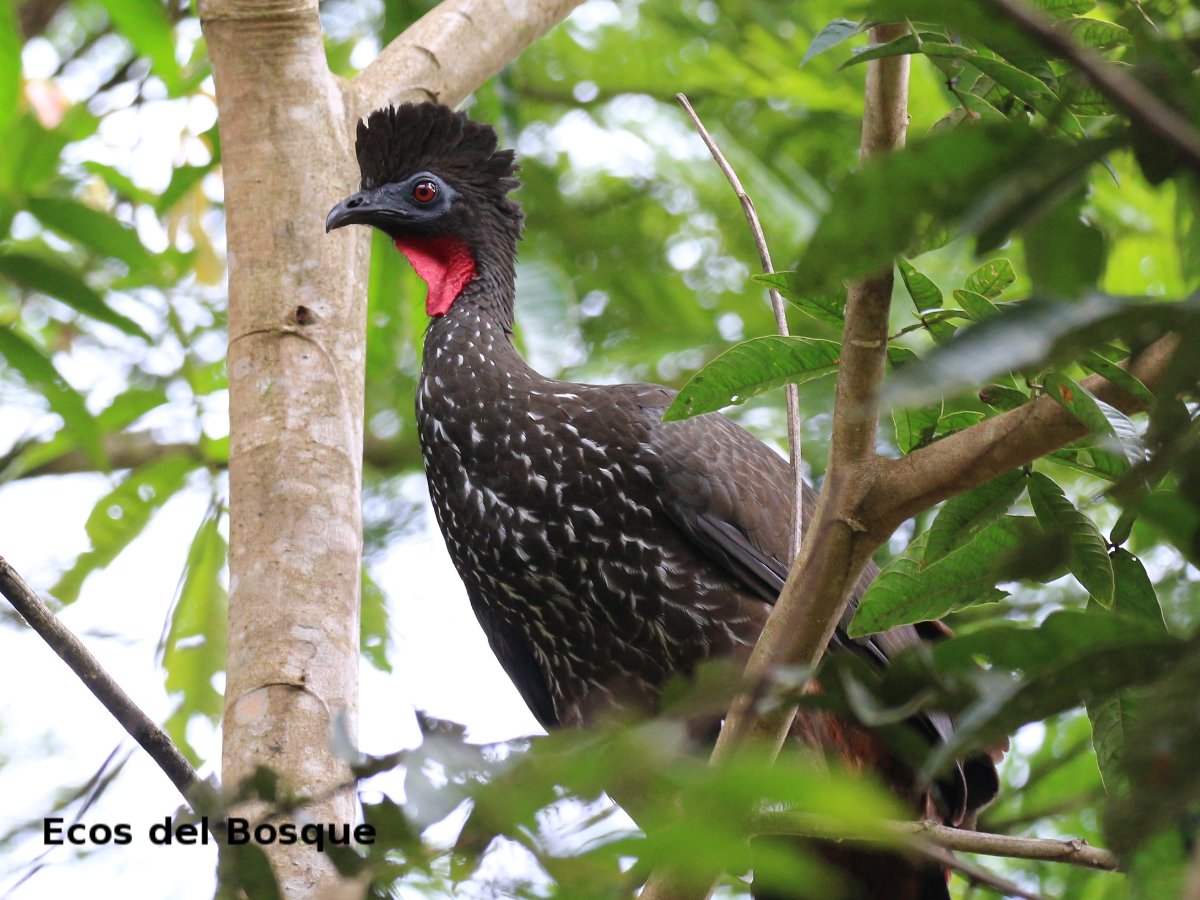 Penelope purpurascens | Ecos del Bosque
