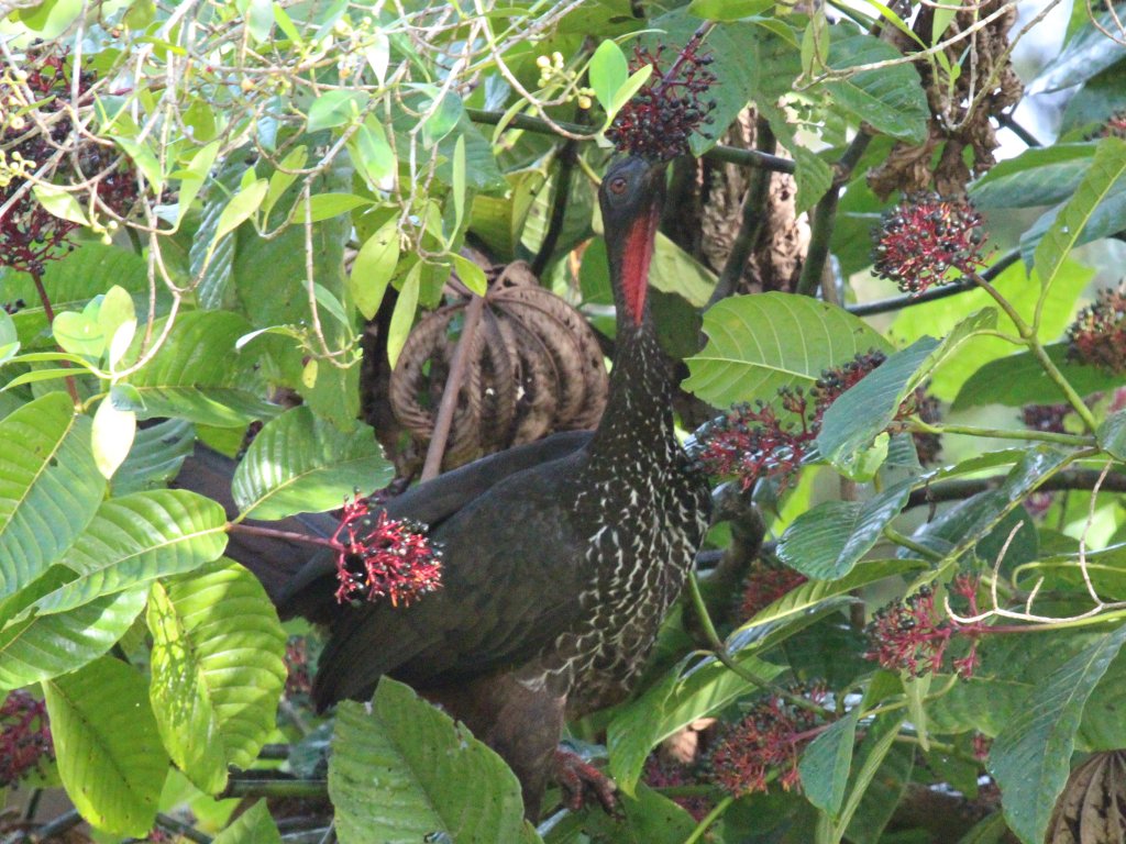 Penelope purpurascens | Ecos del Bosque