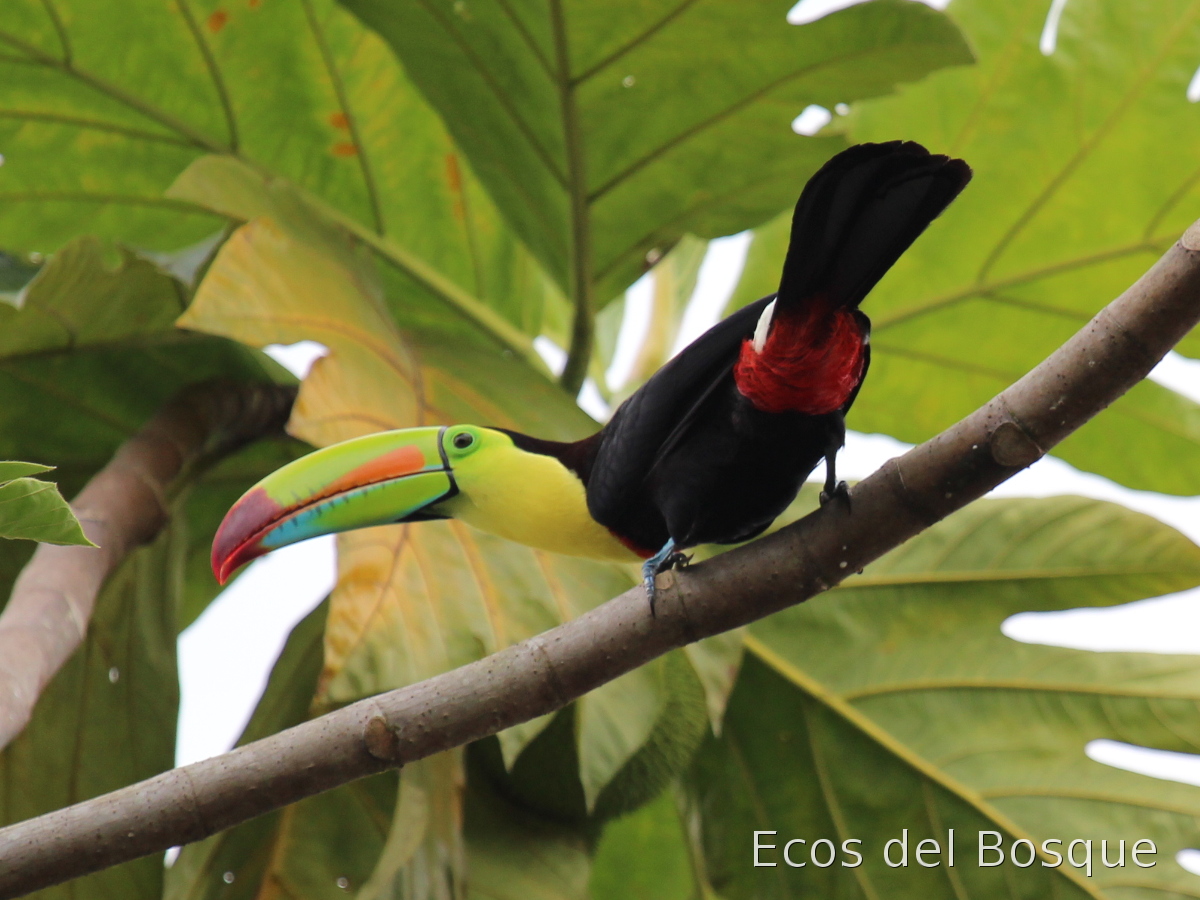 Ramphastos sulfuratus | Ecos del Bosque