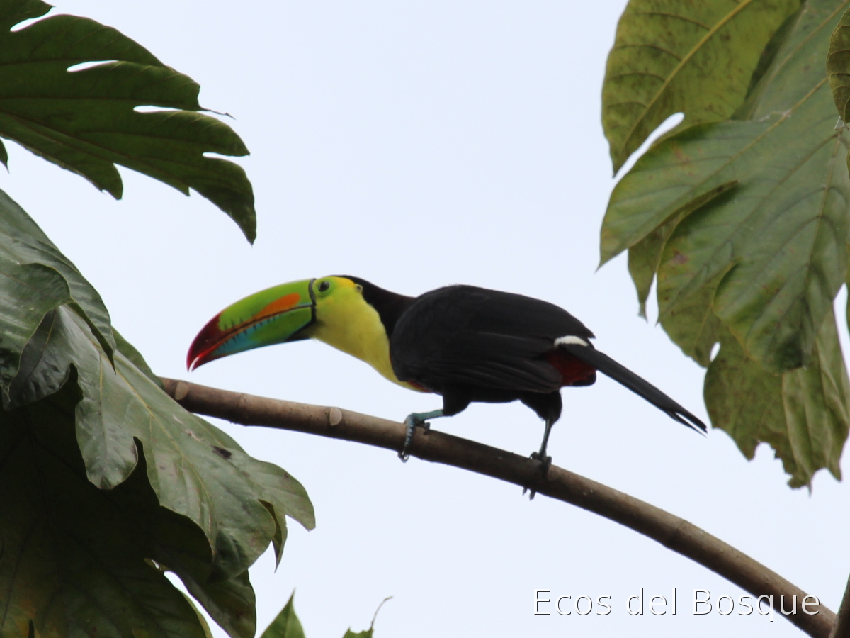 Ramphastos sulfuratus | Ecos del Bosque