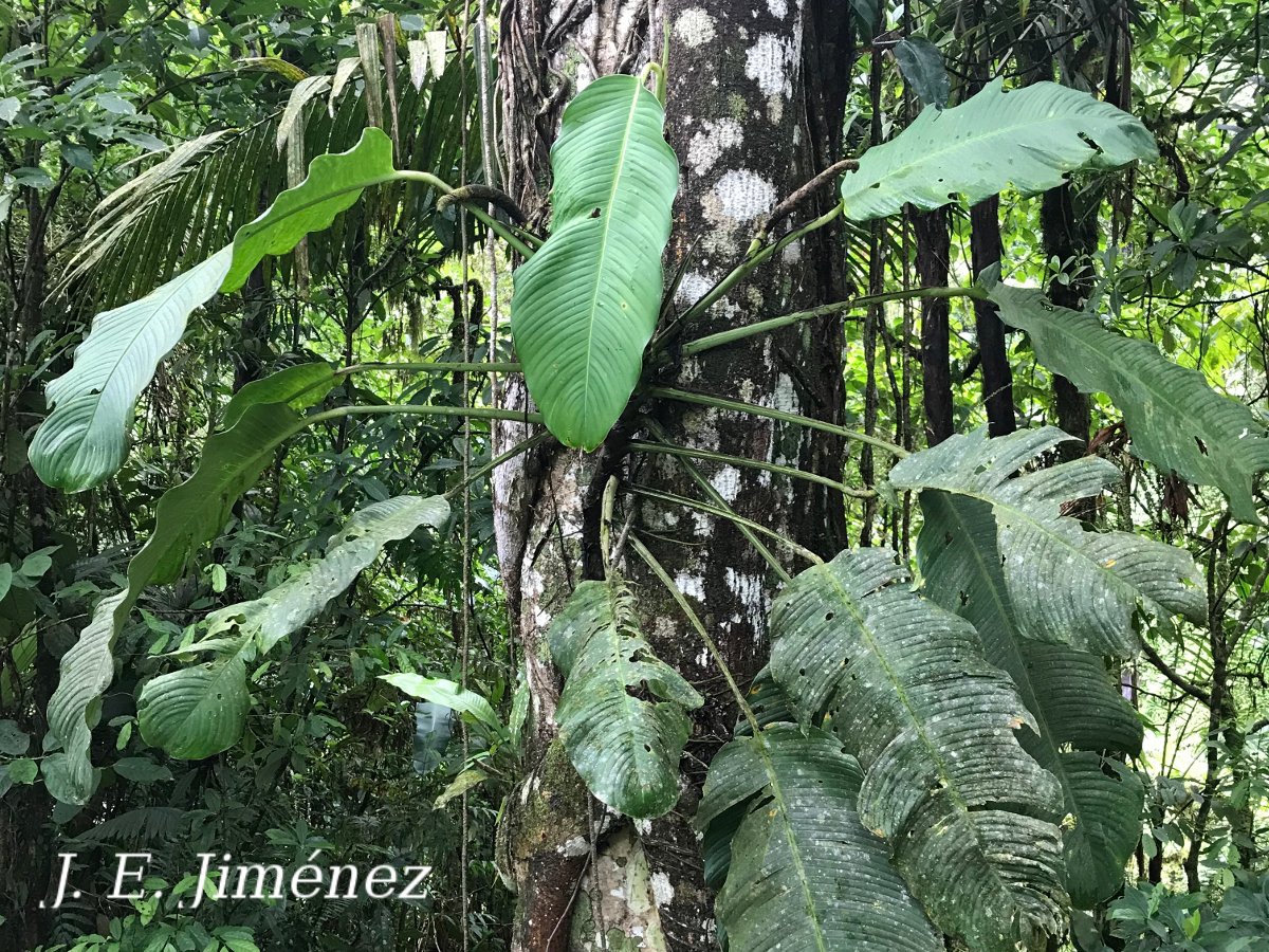 Rhodospatha wendlandii | Ecos del Bosque