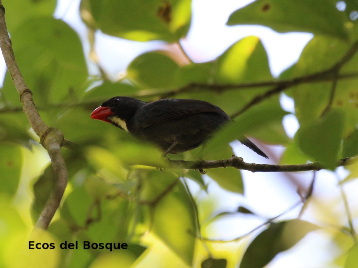 Saltator grossus | Ecos del Bosque