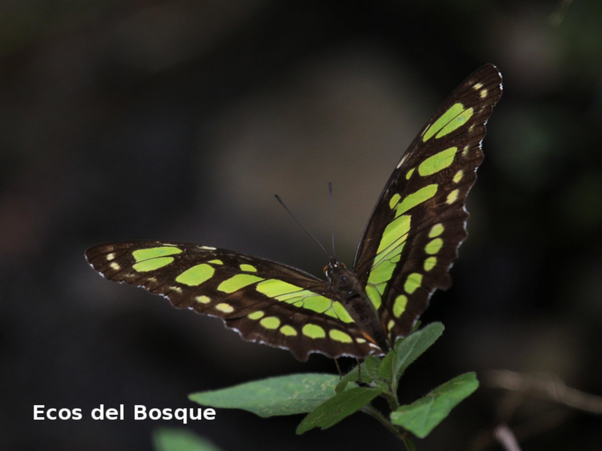 Siproeta stelenes biplagiata | Ecos del Bosque