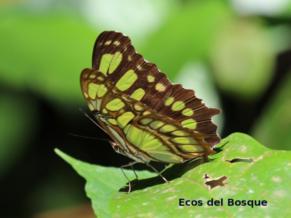 Siproeta stelenes biplagiata | Ecos del Bosque
