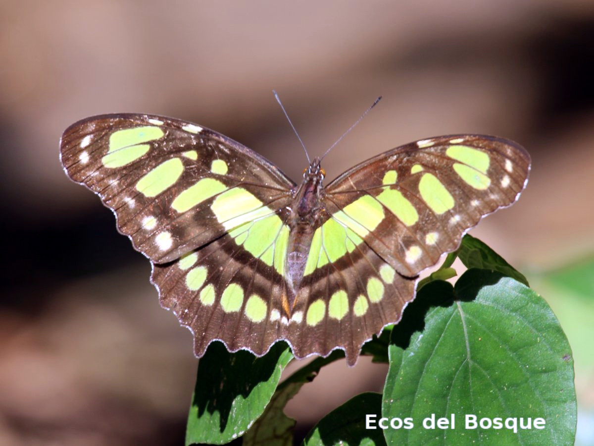 Siproeta stelenes biplagiata | Ecos del Bosque