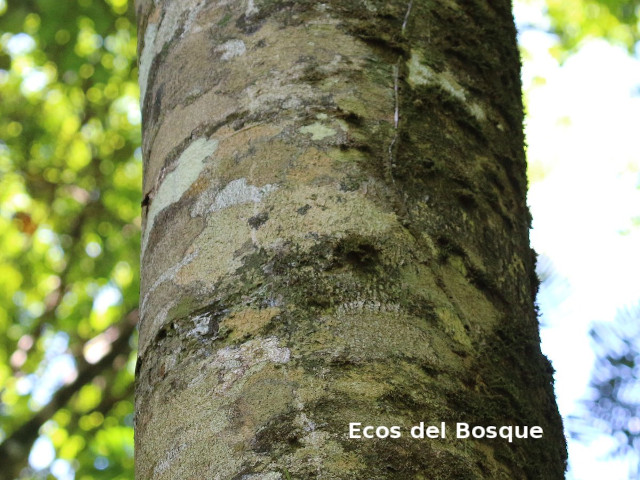 Otoba novogranatensis | Ecos del Bosque