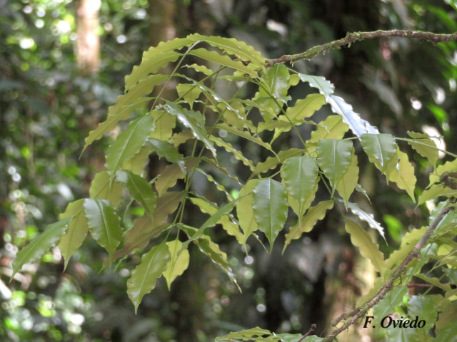 Andira inermis | Ecos del Bosque