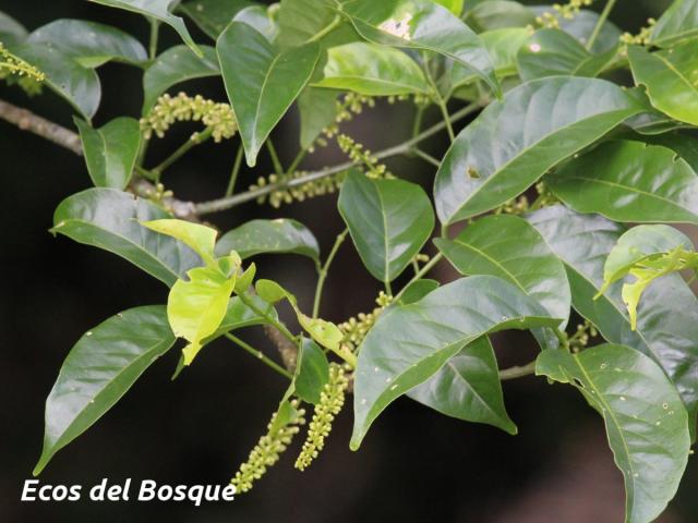 FABACEAE / Lonchocarpus | Ecos del Bosque
