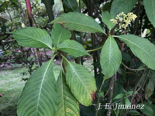 RUBIACEAE / Psychotria | Ecos del Bosque