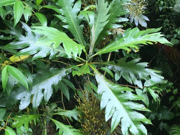 Bocconia frutescens | Ecos del Bosque