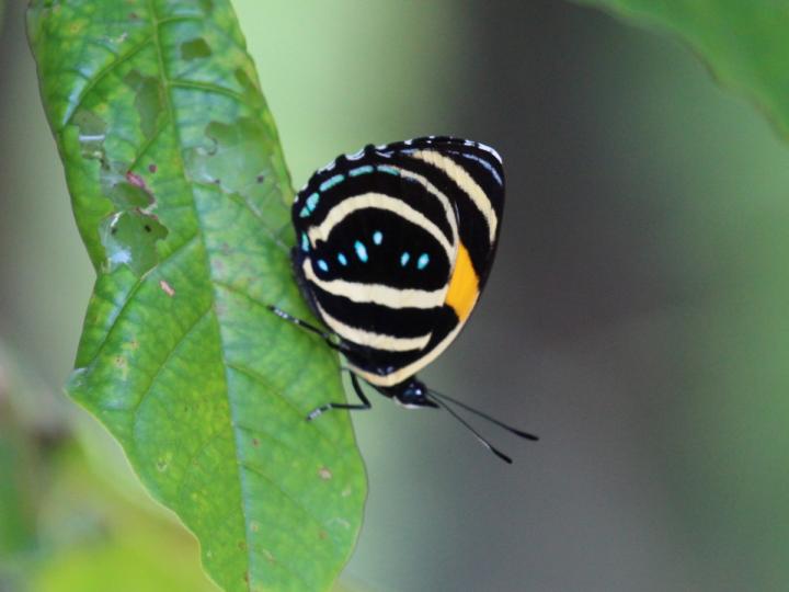 Callicore lyca aerias | Ecos del Bosque