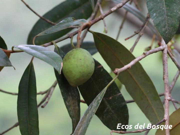Calophyllum brasiliense | Ecos del Bosque