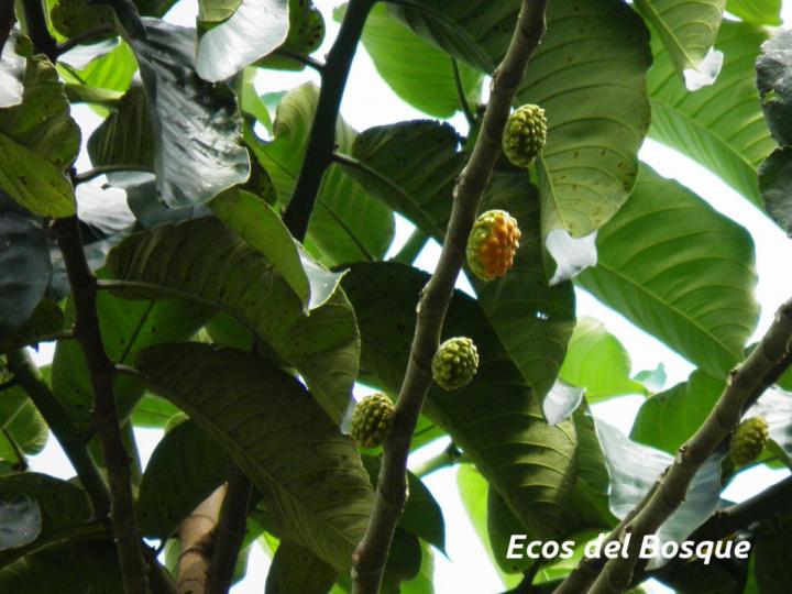 Castilla elastica | Ecos del Bosque