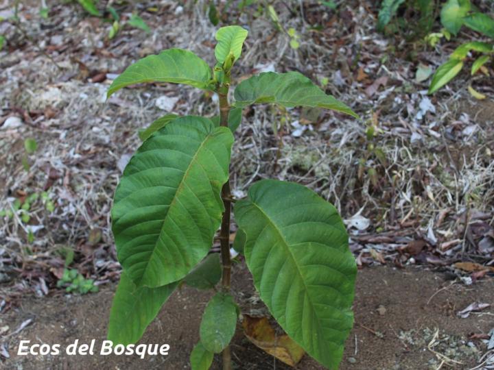 Castilla elastica | Ecos del Bosque
