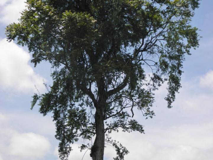 Cedrela odorata | Ecos del Bosque