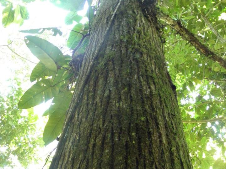 Cedrela odorata | Ecos del Bosque