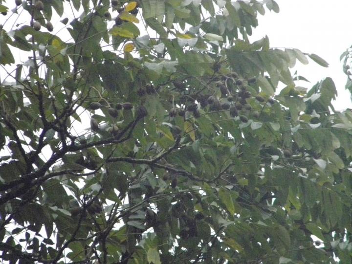 Cedrela odorata | Ecos del Bosque