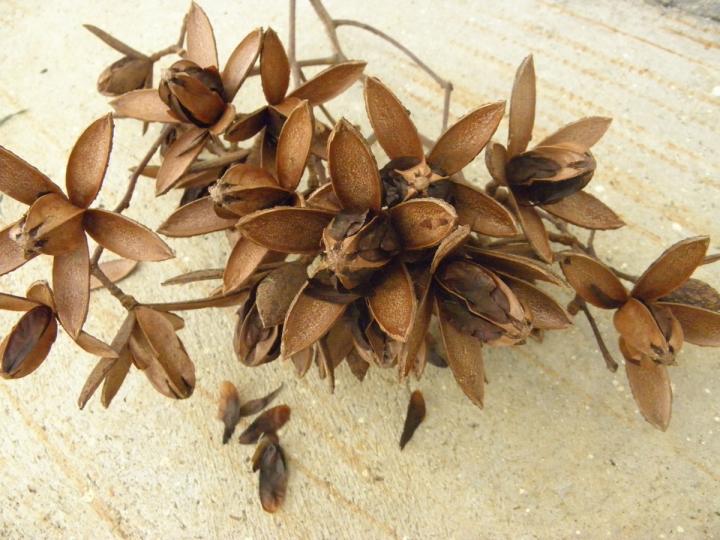 Cedrela odorata | Ecos del Bosque