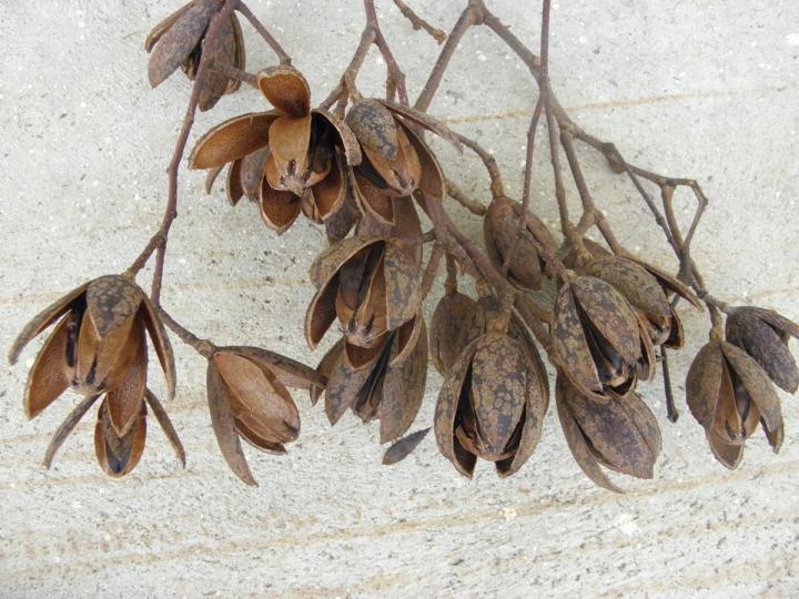 Cedrela odorata | Ecos del Bosque