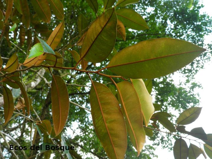 Chrysophyllum cainito | Ecos del Bosque