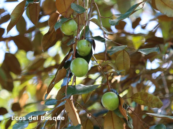 Chrysophyllum cainito | Ecos del Bosque
