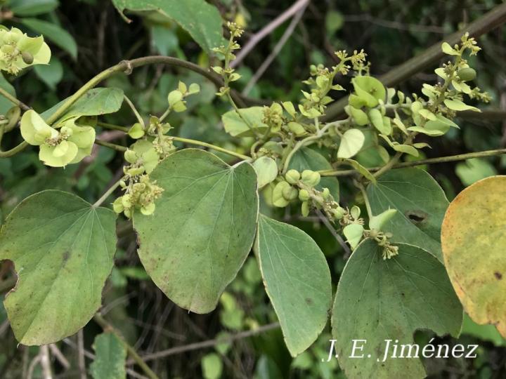 Cissampelos pareira | Ecos del Bosque