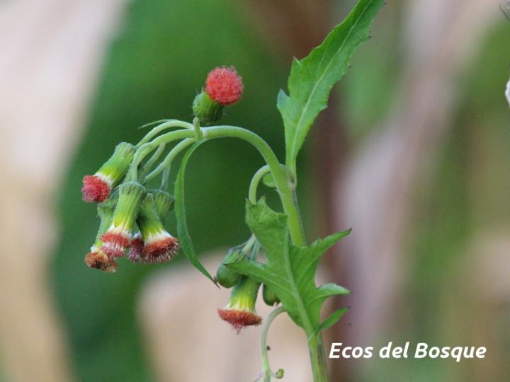 Emilia fosbergii | Ecos del Bosque
