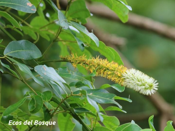Entada gigas | Ecos del Bosque