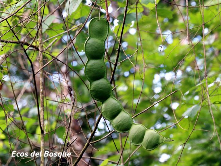 Entada gigas | Ecos del Bosque