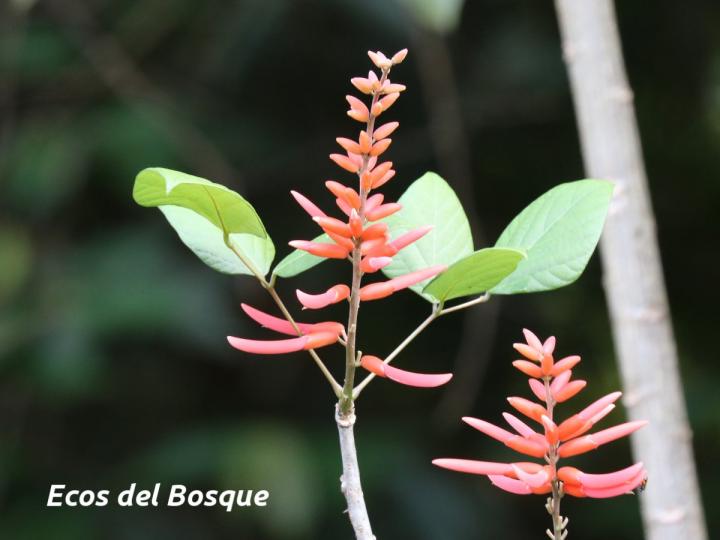 Erythrina berteroana | Ecos del Bosque