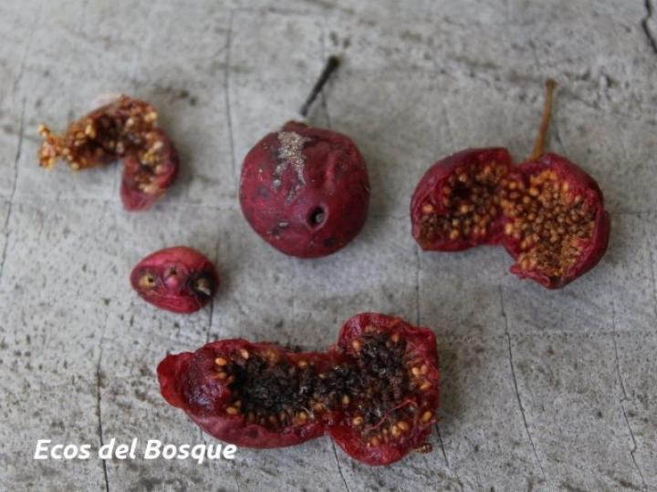 Ficus pertusa | Ecos del Bosque