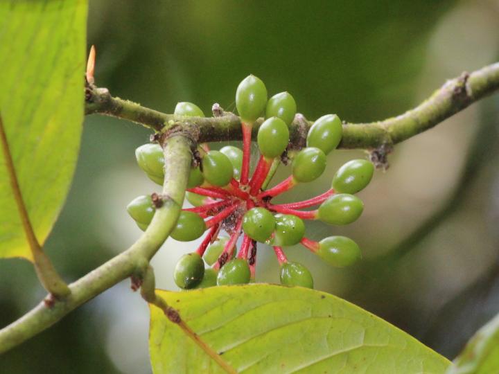 Guatteria amplifolia | Ecos del Bosque