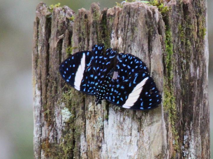 Hamadryas Laodamia Saurites | Ecos del Bosque