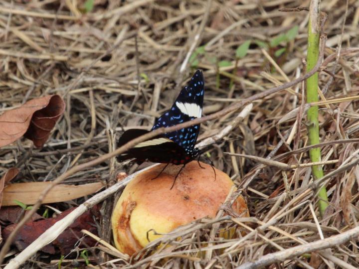 Hamadryas Laodamia Saurites | Ecos del Bosque