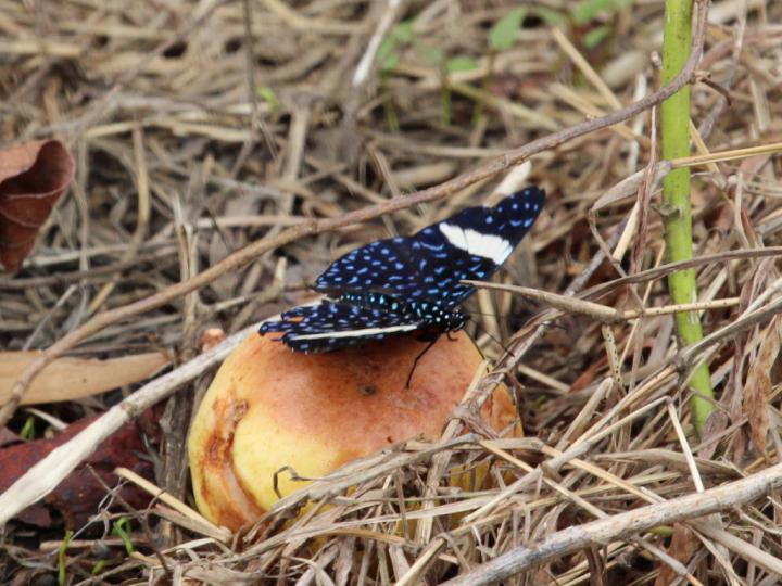 Hamadryas Laodamia Saurites | Ecos del Bosque