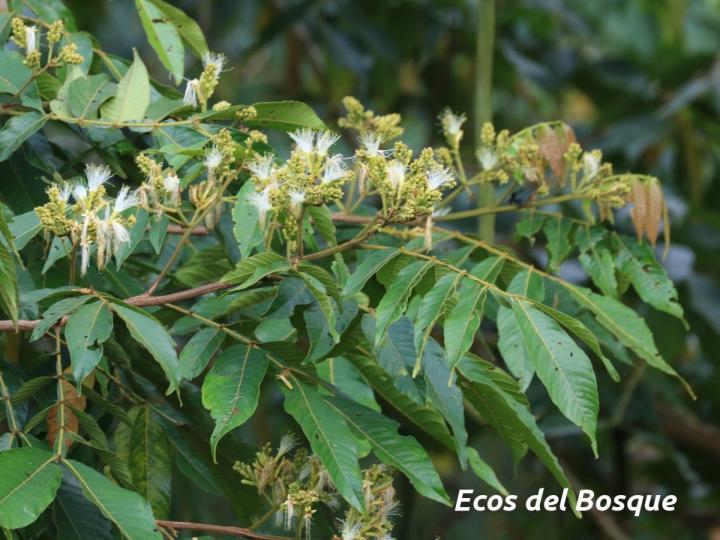 Inga edulis | Ecos del Bosque