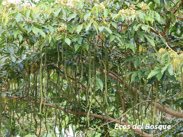 Inga edulis | Ecos del Bosque